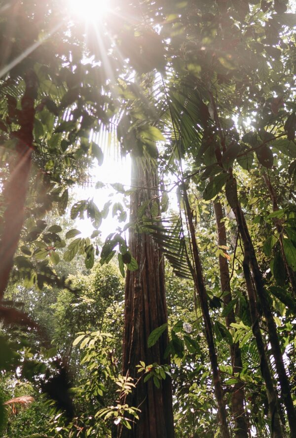 MOSS - NetZERO | GCC Carbon Offset Solutions